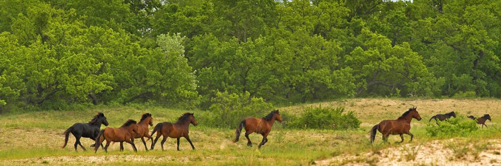 Pădurea Letea, un rai în Deltă - Locuri Din Romania .ro - Atracții și ...